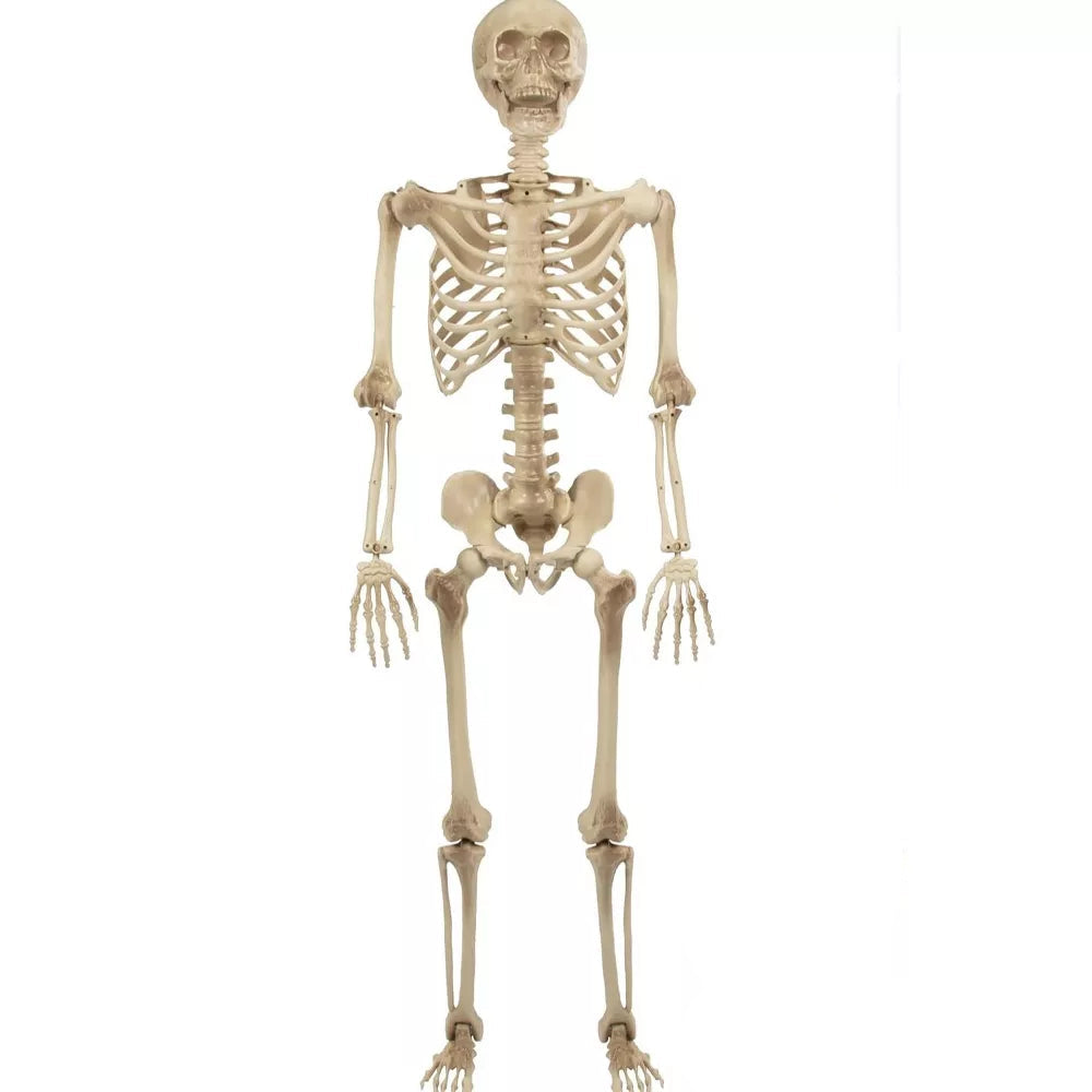 Life Size Posable Human Skeleton Decoration Value ADULT ONLY – Salvage ...