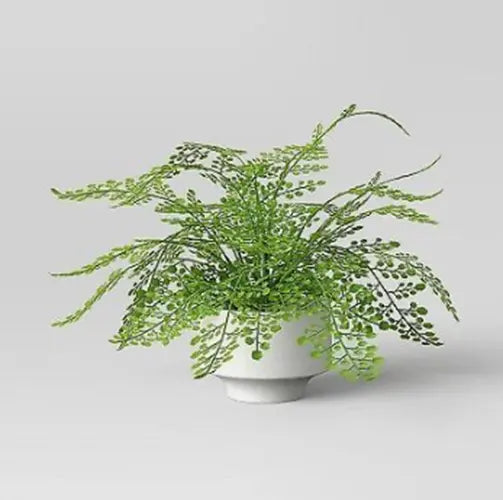 14" Boston Fern - Tabletop Arrangement, Final Cut – Salvage & Co Indy