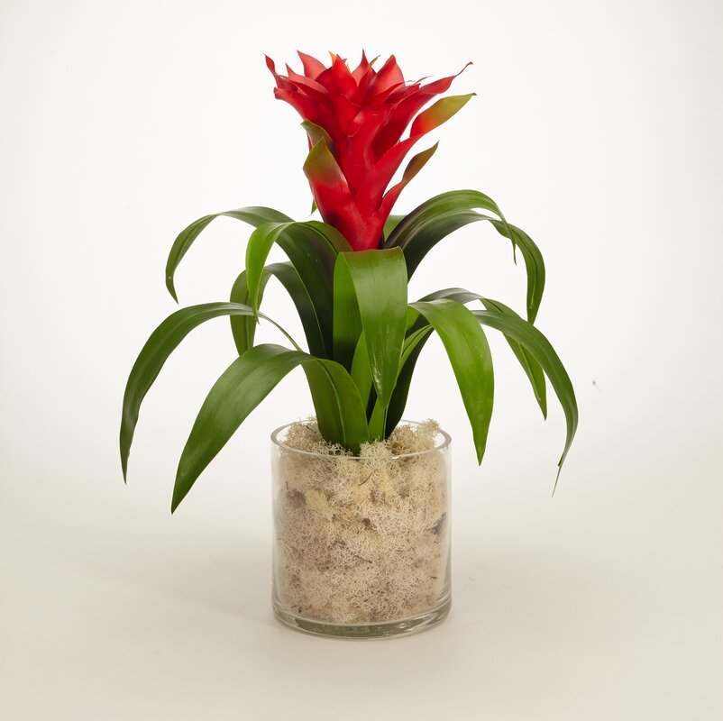 Tropical Bromeliad Centerpiece in Glass Jar TRK-118 – Salvage & Co Indy