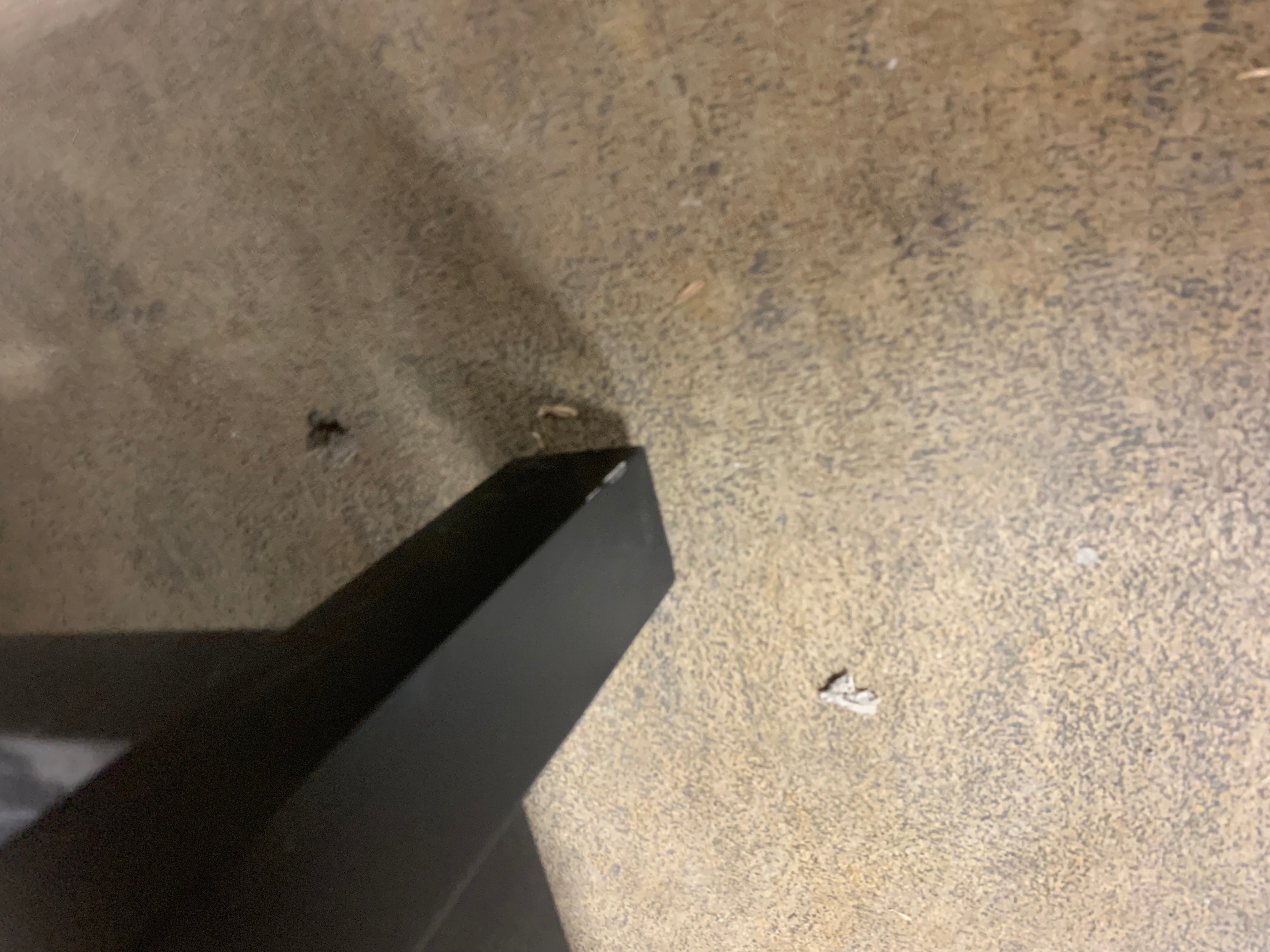 First Impressions 60-in Black Undermount Double Sink Bathroom Vanity w – Salvage & Co Indy